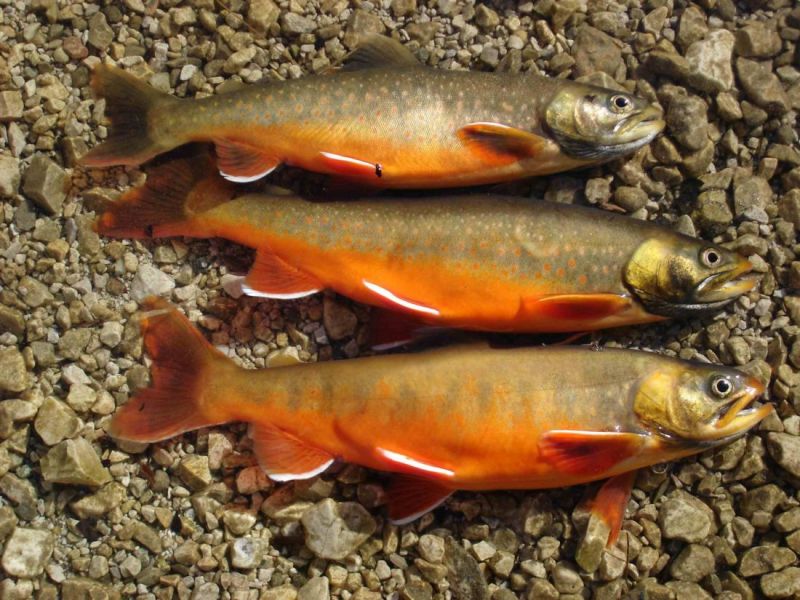 Hintersee- Saiblinge - Alpines Angeln